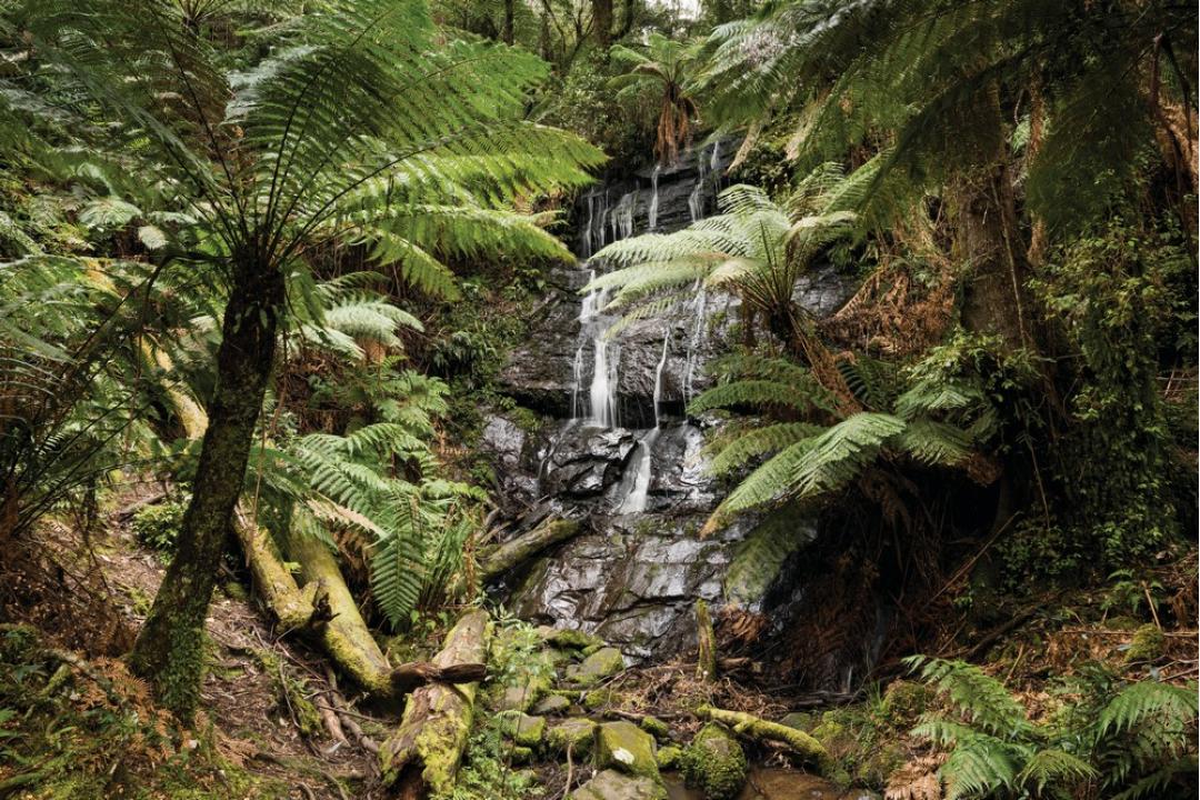 Tarra Valley Retreat Official Site - Local Attractions