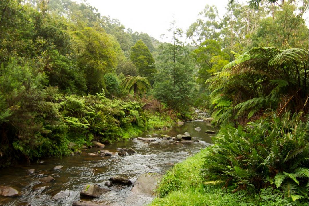 Tarra Valley Retreat Official Site - Facilities