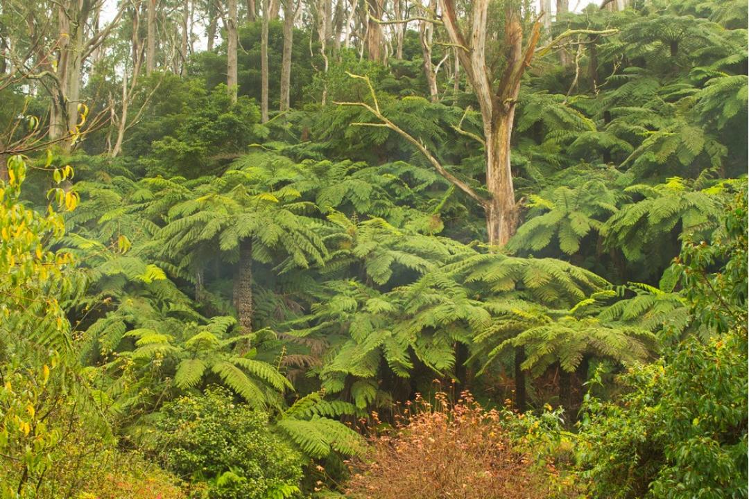 Tarra Valley Retreat Official Site - About