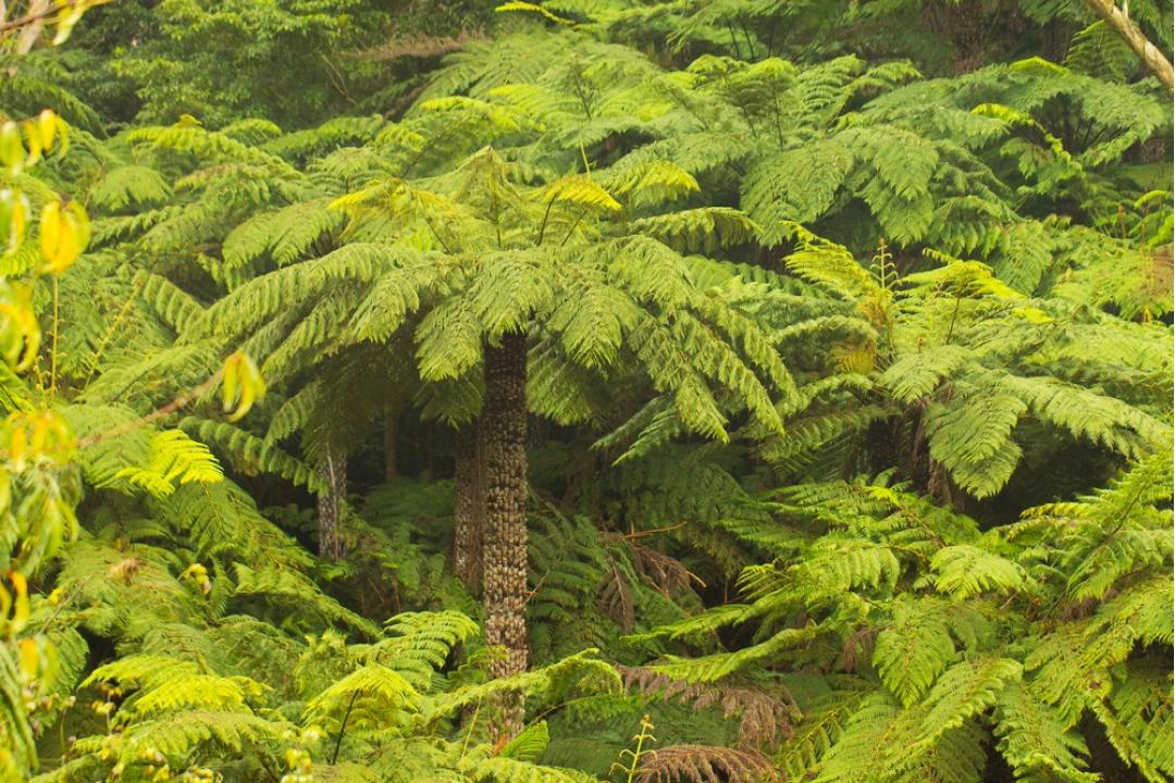 Tarra Valley Retreat Official Site - About