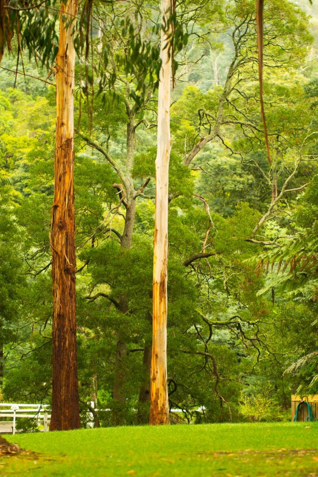 Tarra Valley Retreat Official Site - About