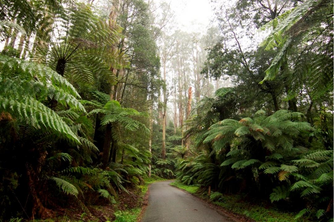 Tarra Valley Retreat Official Site - Sites